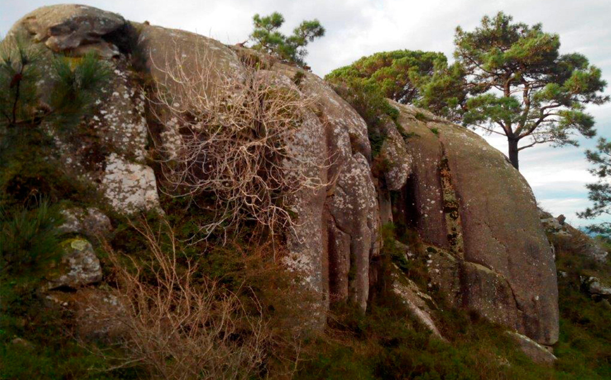 Figueira d.o Meco - Salnés